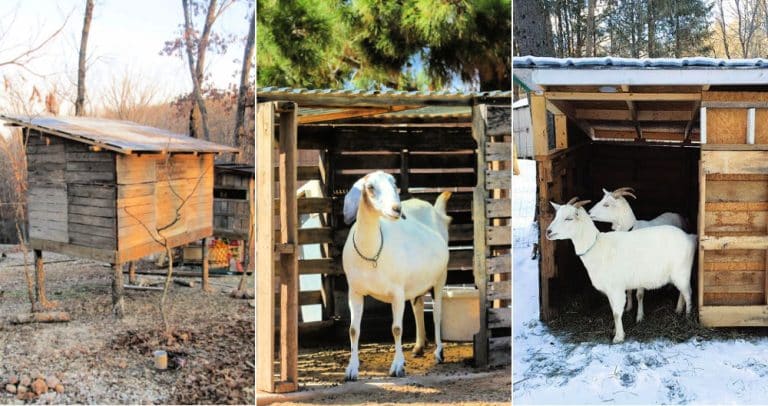 18 Creative Ways to Build Goat Shelters: DIY Plans for Free! - Northern ...