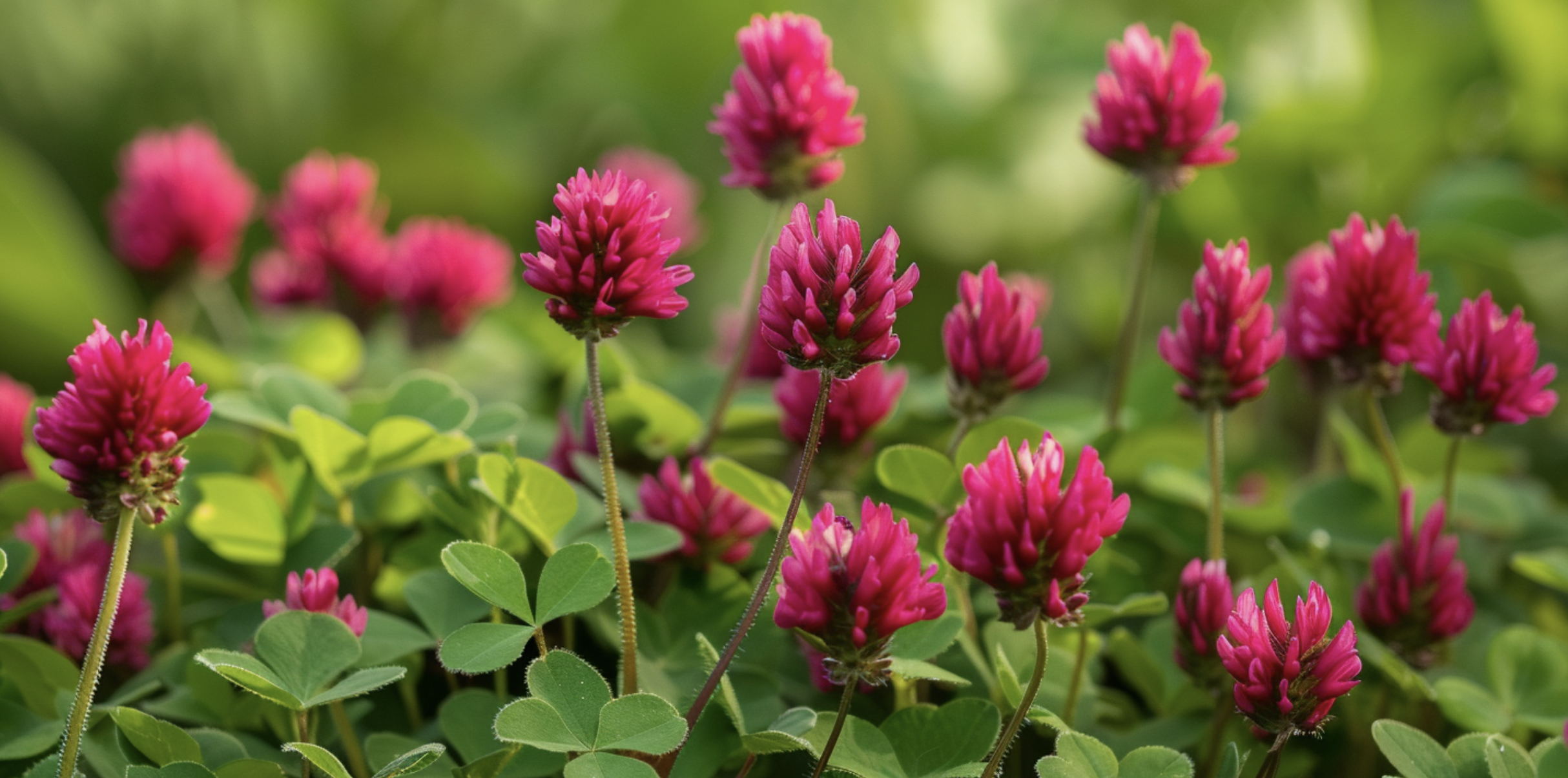 What Is the Best Ground Cover to Prevent Weeds? - Northern Feeling