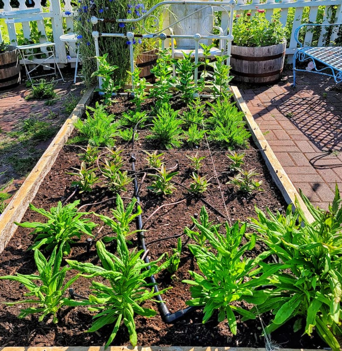 Beginner's Guide to Designing a Beautiful Cut Garden - Northern Feeling