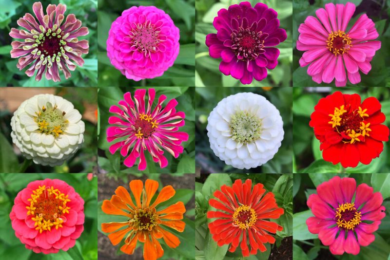 Step-by-Step Zinnia Growing and Care Guide for Beginners - Northern Feeling