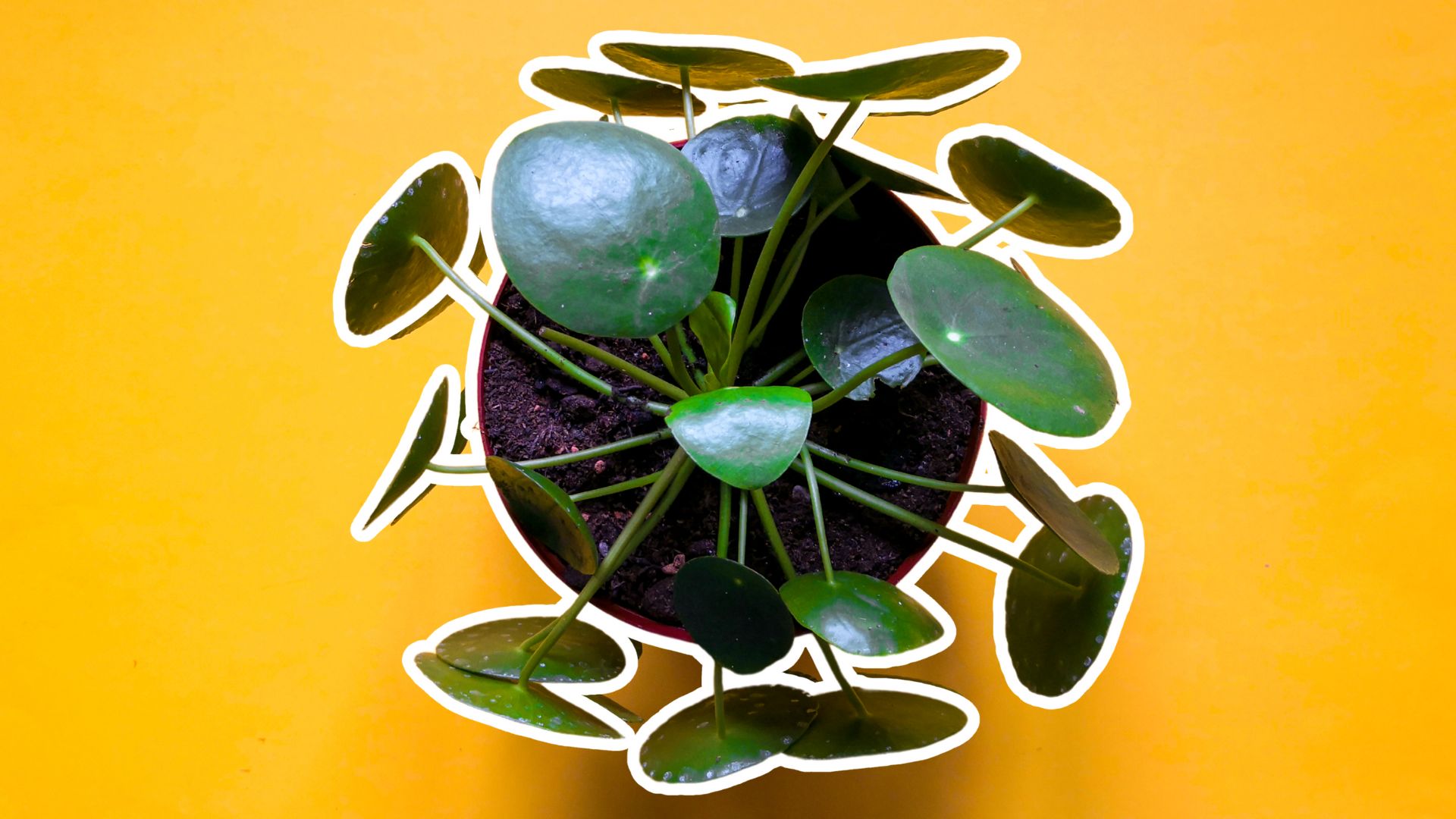 A Beginners Guide on Chinese Money Plant Care & Propagation - Northern ...