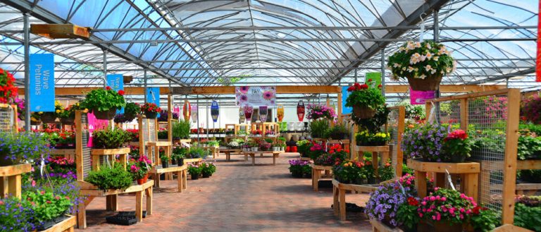 14 Must-Visit Plant Shops in Calgary - Northern Feeling
