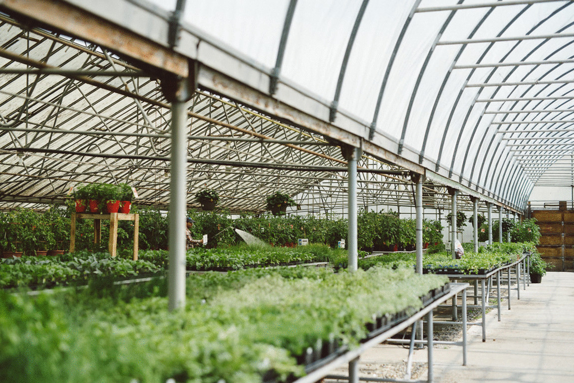14 Must-Visit Plant Shops in Calgary - Northern Feeling