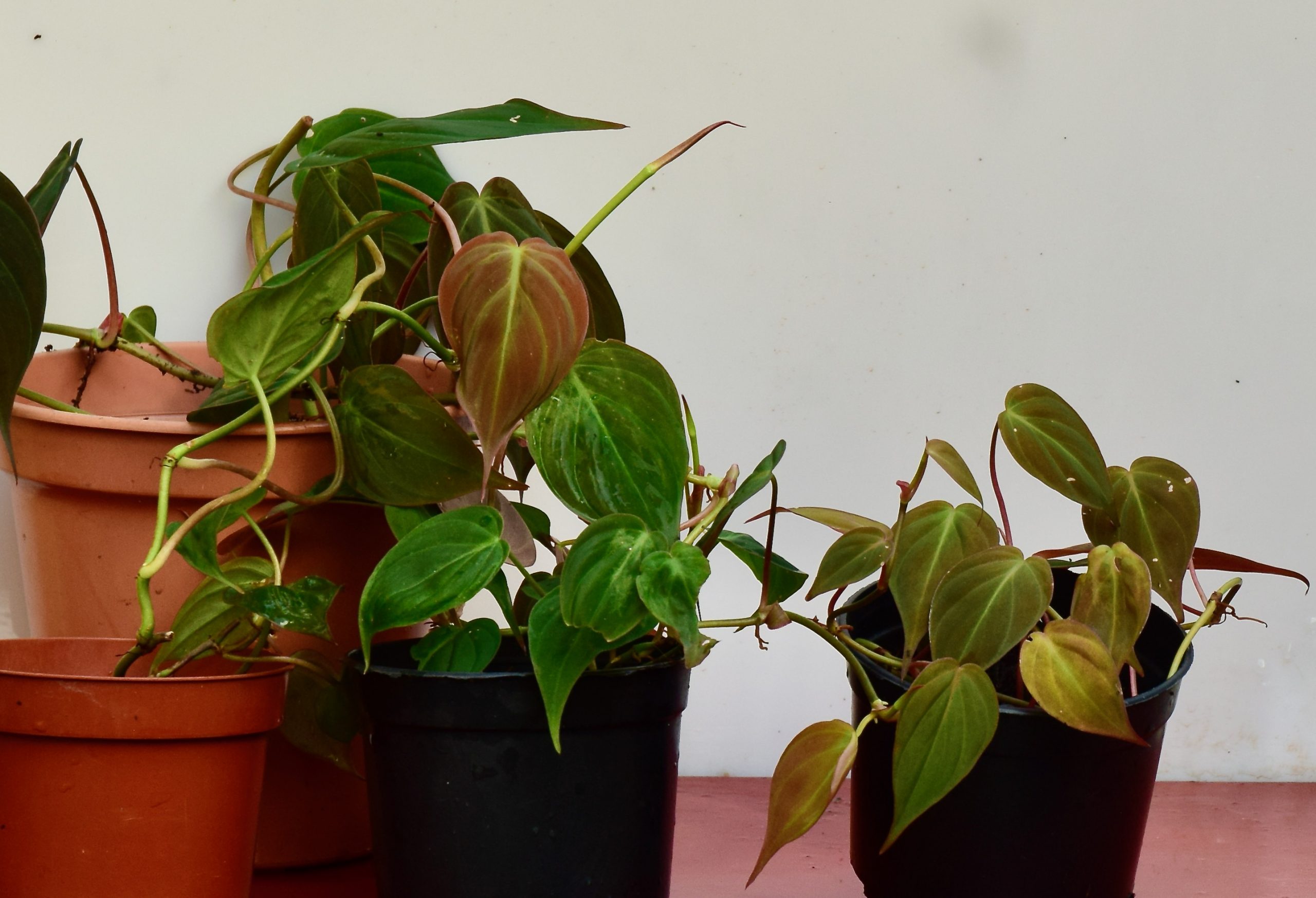 The Ultimate Guide to Philodendron Micans Care & Propagation - Northern ...