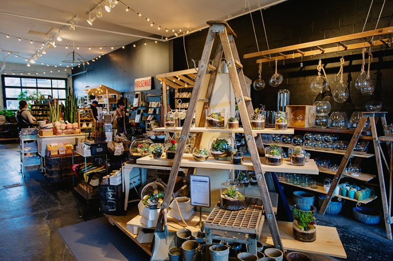 14 Must-Visit Plant Shops in Calgary - Northern Feeling