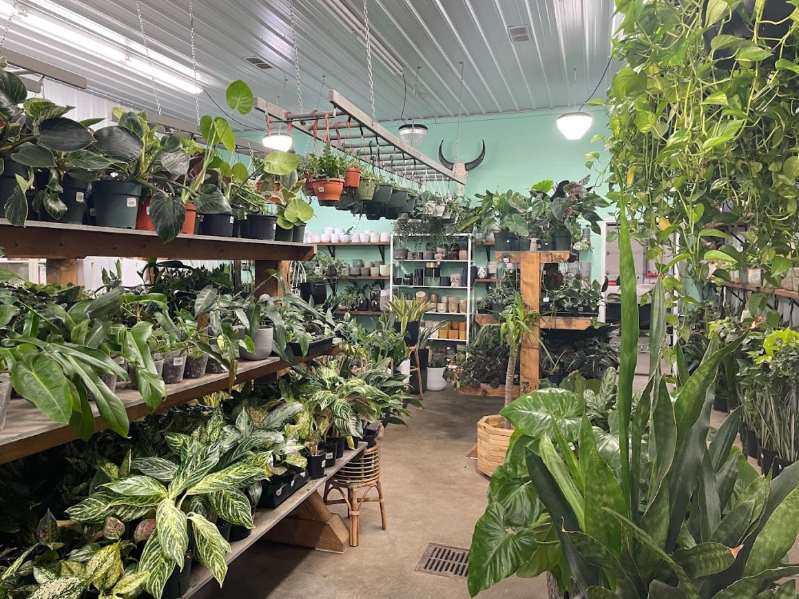 14 Must-Visit Plant Shops in Calgary - Northern Feeling