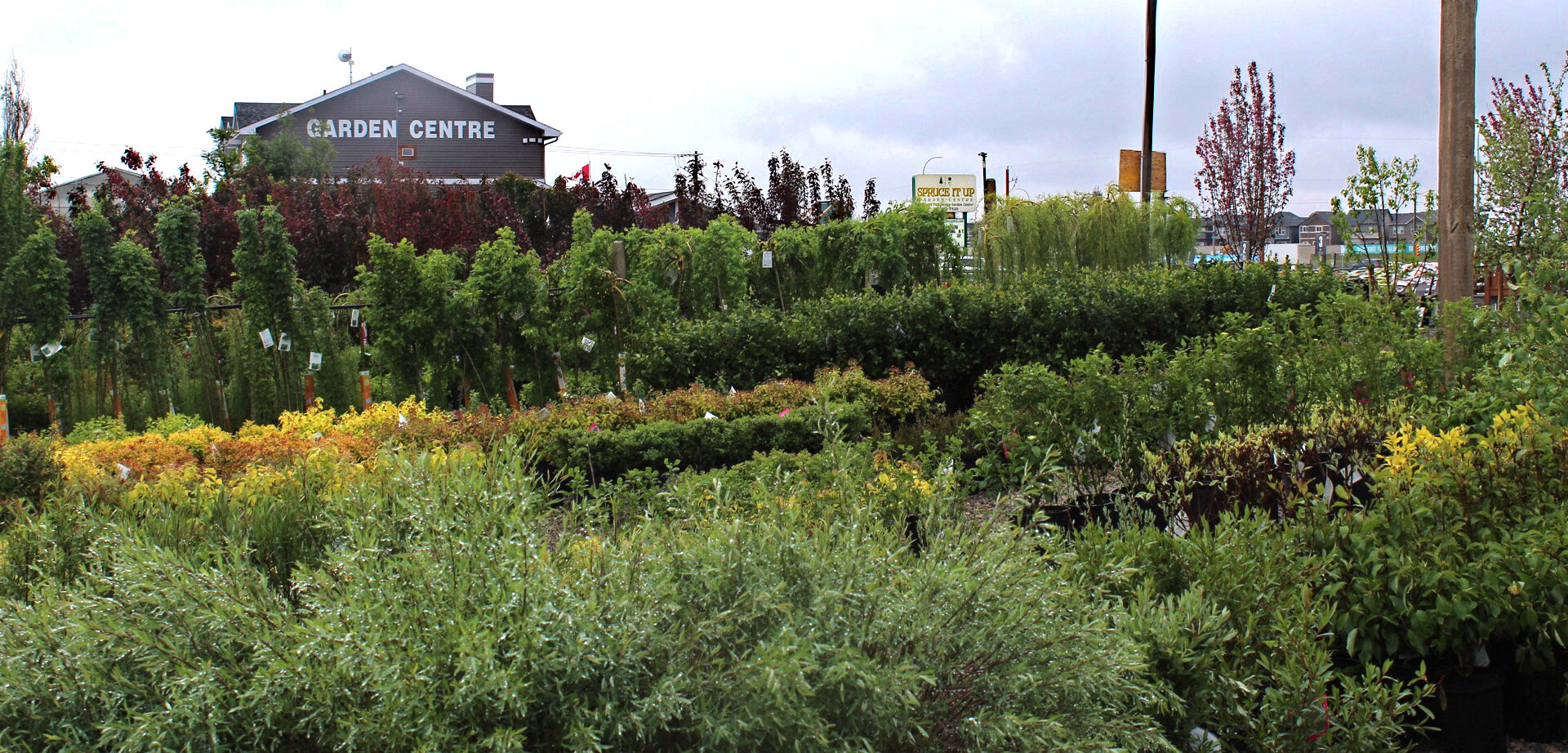 14 Must-Visit Plant Shops in Calgary - Northern Feeling